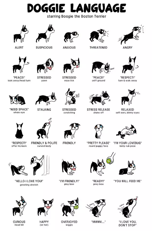 the meaning of a dog's signal - RECACCOMUNITY